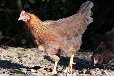 Welsummer Chicken - Breed Profile - Backyard Poultry